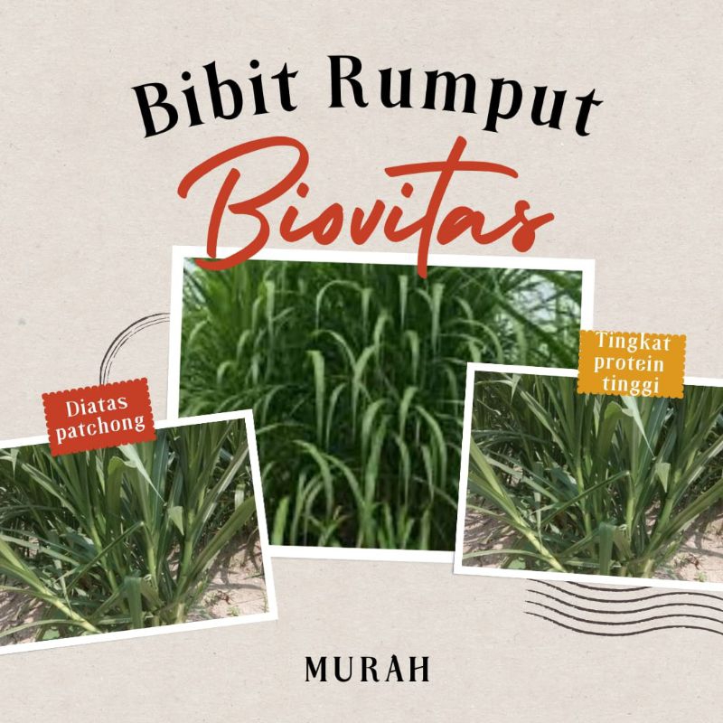 Jual BIBIT RUMPUT BIOVITAS BB BIOGEN | Shopee Indonesia