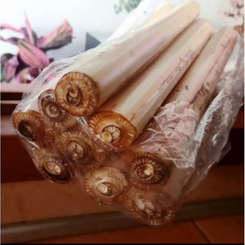 Jual Umbut Pisang Kepok Segar Per 1 Batang Original | Shopee Indonesia