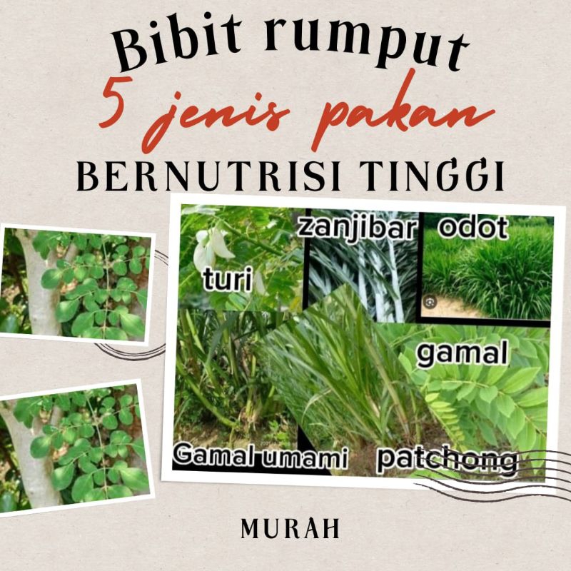 Jual 5 bibit rumput. red napier. patchong. odot. gamal. biovitas ...
