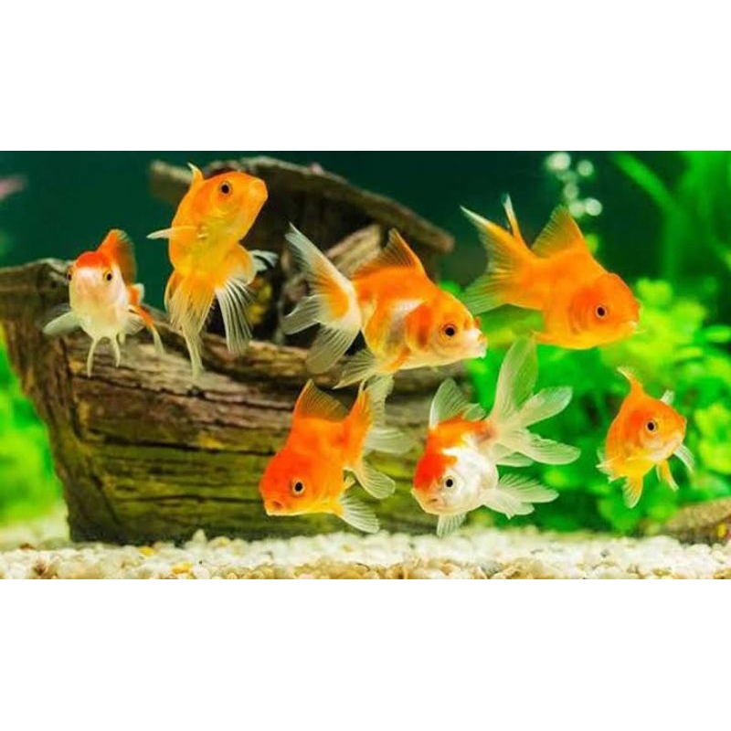 Jual ikan hias Mas Koki (aneka baby koki) | Shopee Indonesia