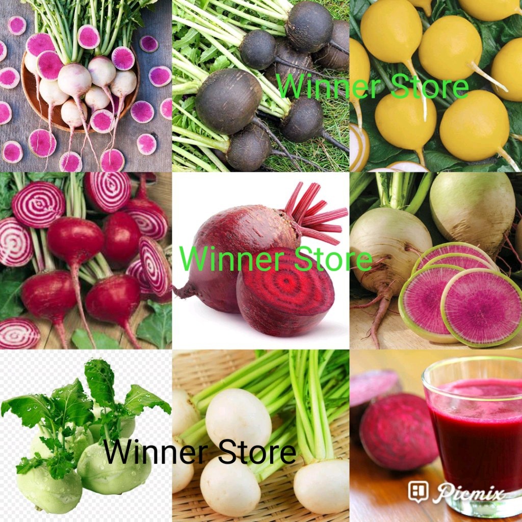 Jual Bibit Benih Lobak Merah Mix (25 Butir) | Shopee Indonesia