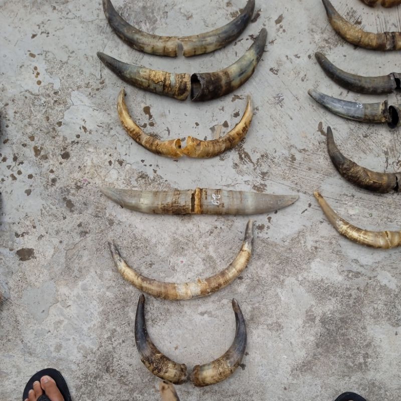 Jual tanduk sapi pasangan 26-29 cm cocok untuk bantengan/pajangan ...