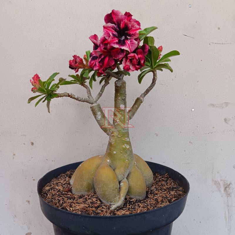 Jual Adenium Bunga Tumpuk | Shopee Indonesia
