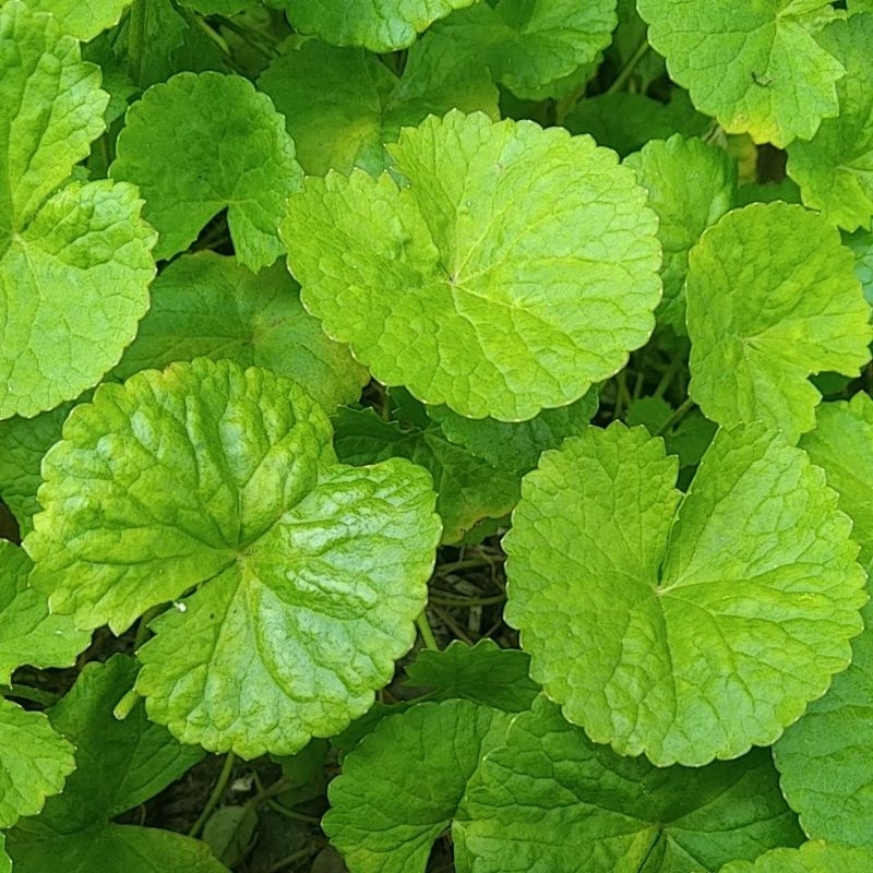 Jual Pegagan Segar Antanan Tapak Kuda Centella Asiatica | Shopee Indonesia