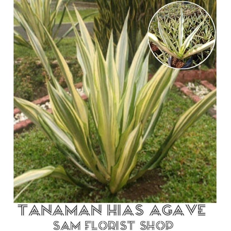 Jual Tanaman Hias Agave Putih/Agave Gigantea | Shopee Indonesia