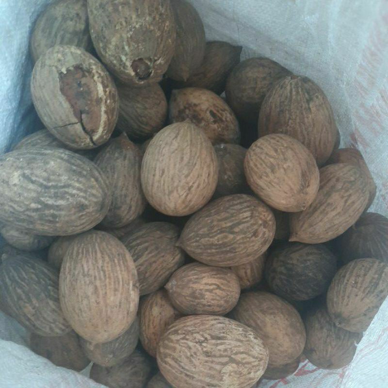Jual BUAH ULIN/BIJI BESI ASLI KALIMANTAN | Shopee Indonesia