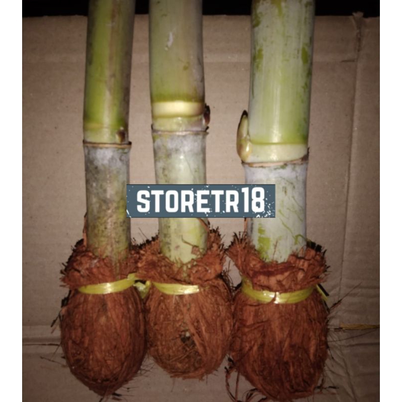 Jual Batang Tebu Hijau Khusus Bibit Super Per 2 Batang | Shopee Indonesia