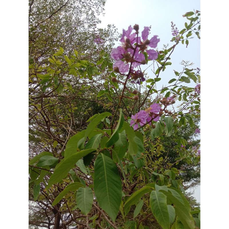 Jual Daun Bungur|Daun BANABA|Obat Kolesterol | Shopee Indonesia