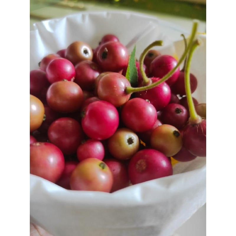 Jual BUAH SERI SEGAR BUAH CERI SEGAR BUAH KERSEN SEGAR BUAH TALOK SEGAR ...