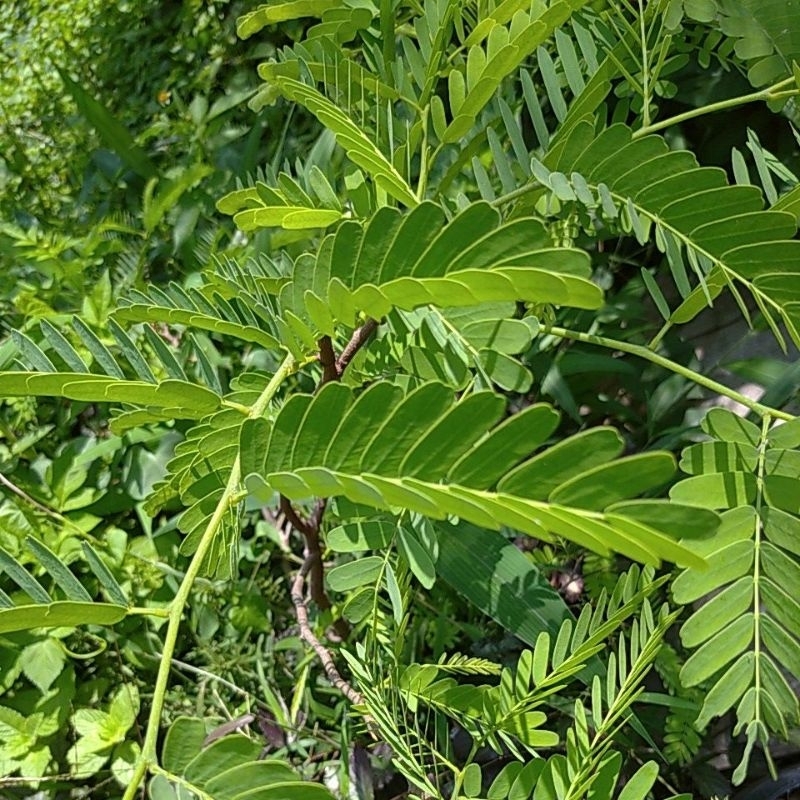 Jual DAUN SINOM PUCUK ASAM JAWA | Shopee Indonesia