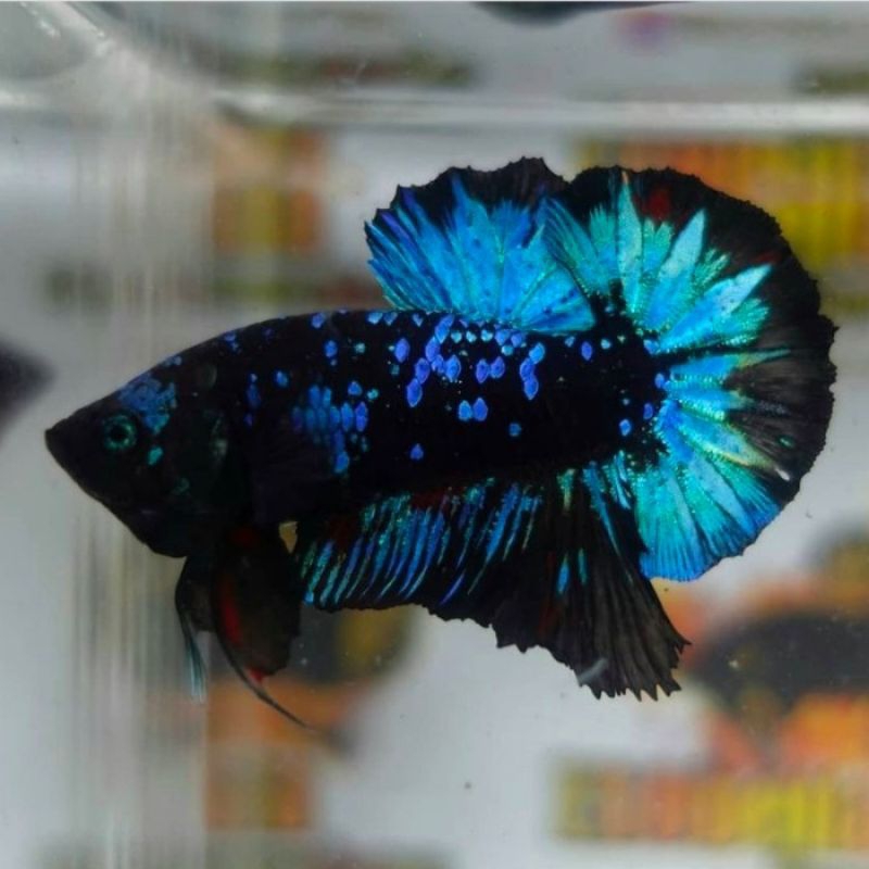 Jual plakat avatar gordon | Shopee Indonesia