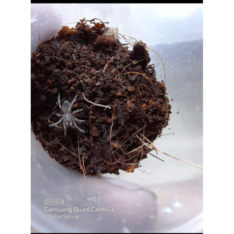 Jual display TARANTULA NANDHU CHROMATUS bisa berjalan | Shopee Indonesia