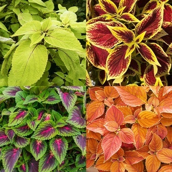 Jual Benih Bibit Biji Bunga Coleus Import Unggul Seeds Collection ...