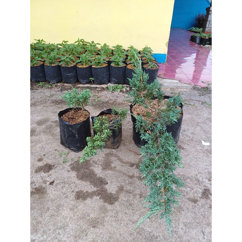 Jual PAKET HEMAT - Cemara sinensis blue - ukuran kecil-medium-jumbo ...
