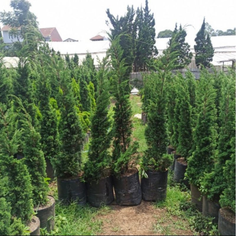 Jual Pohon Cemara natal/Cemara lilin ukuran 1,5 meter | Shopee Indonesia