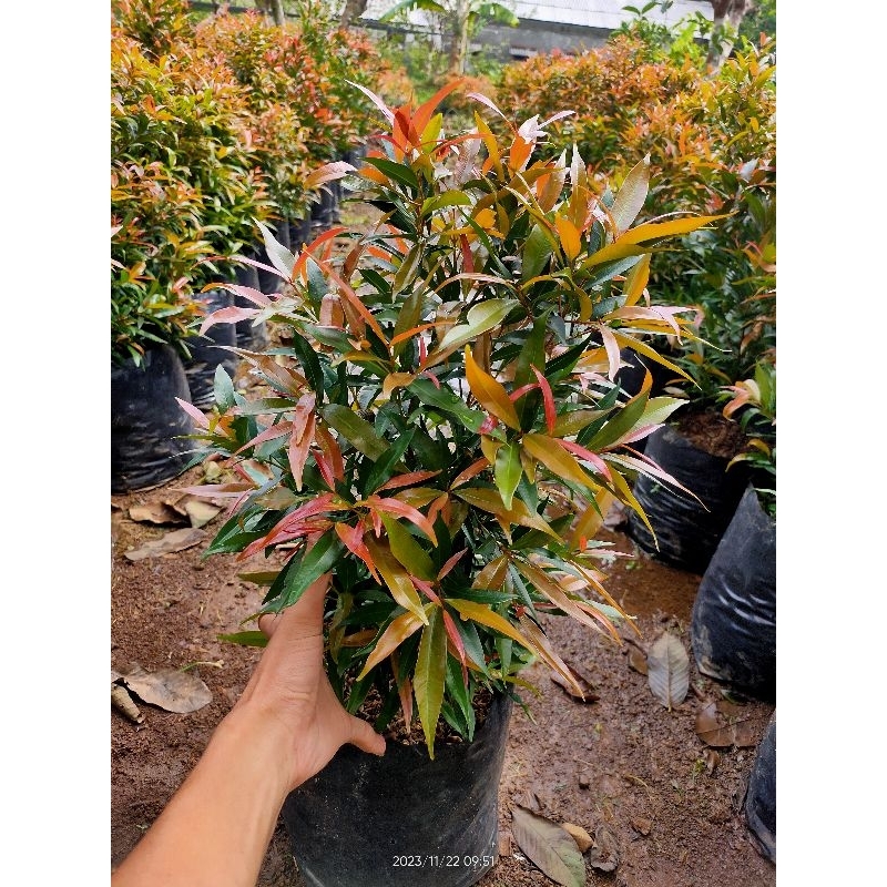 Jual bibit tanaman pucuk merah pohon pucuk merah tanaman hias pucuk ...