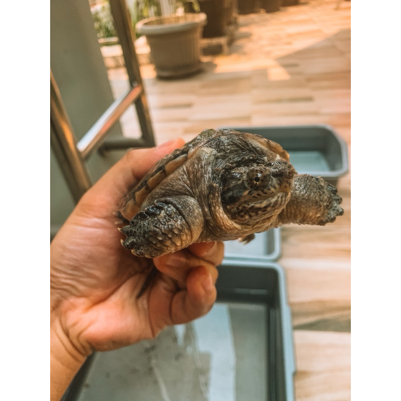Jual Common Snapping Turtle CST Kura | Shopee Indonesia