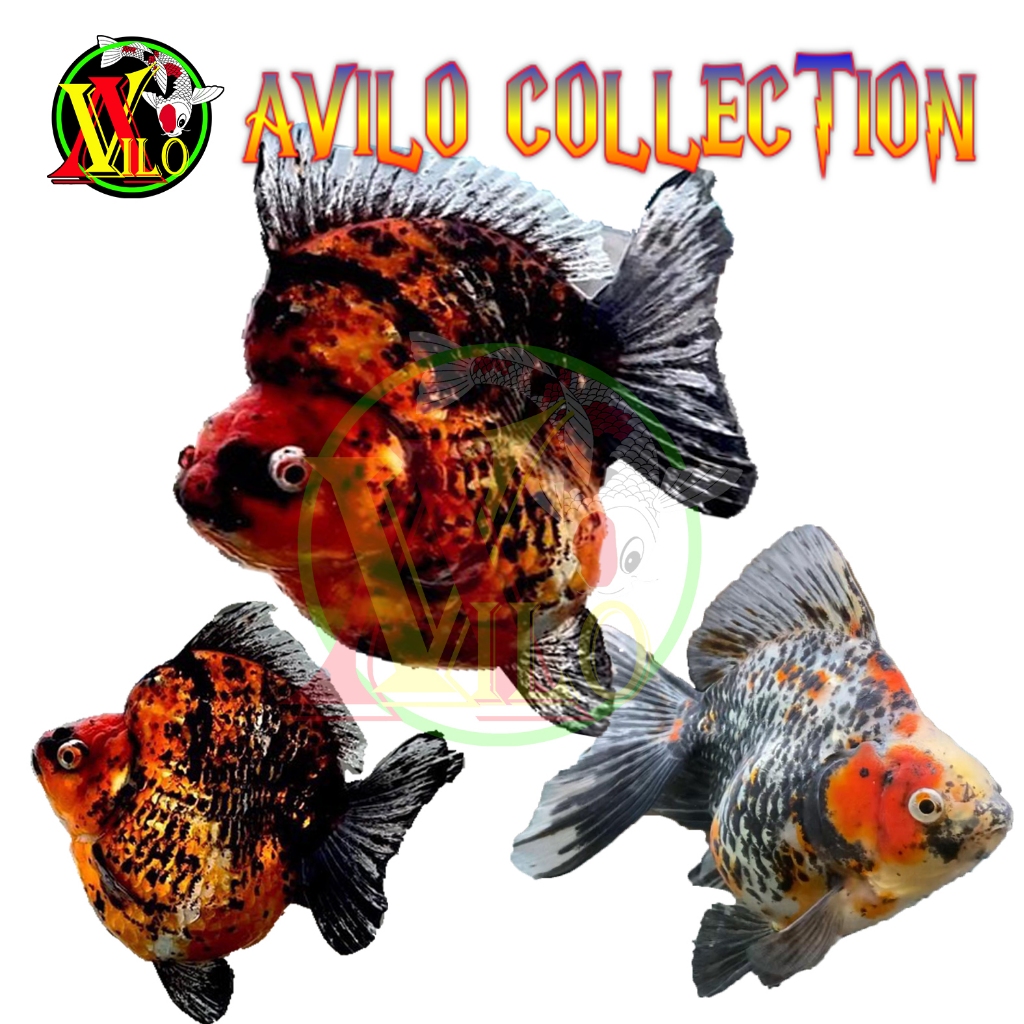 Jual ikan hias mas koki ryukin kaliko pancawarna size kecil | Shopee ...