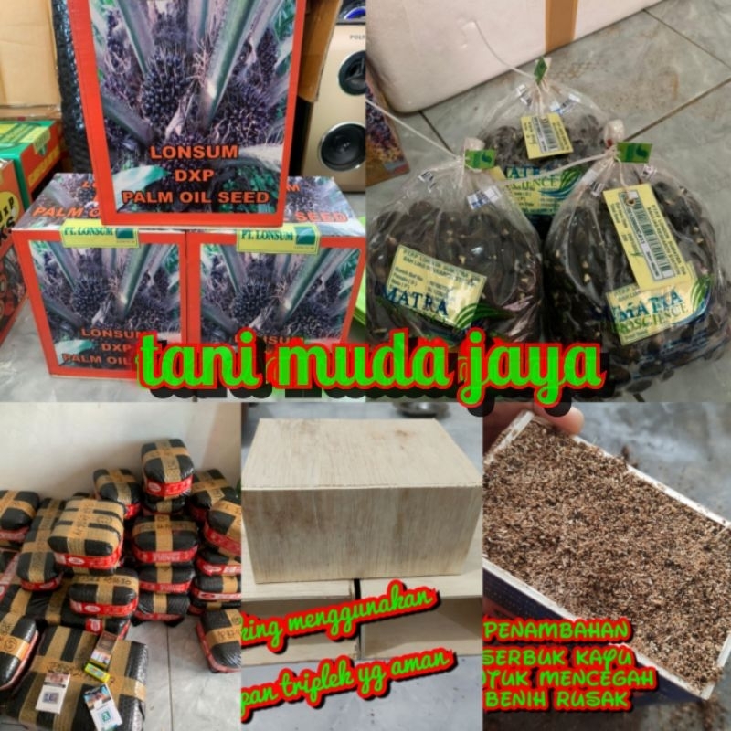 Jual benih bibit kecambah DXP varietas dxp LONSUM bah LIAS 2 | Shopee ...