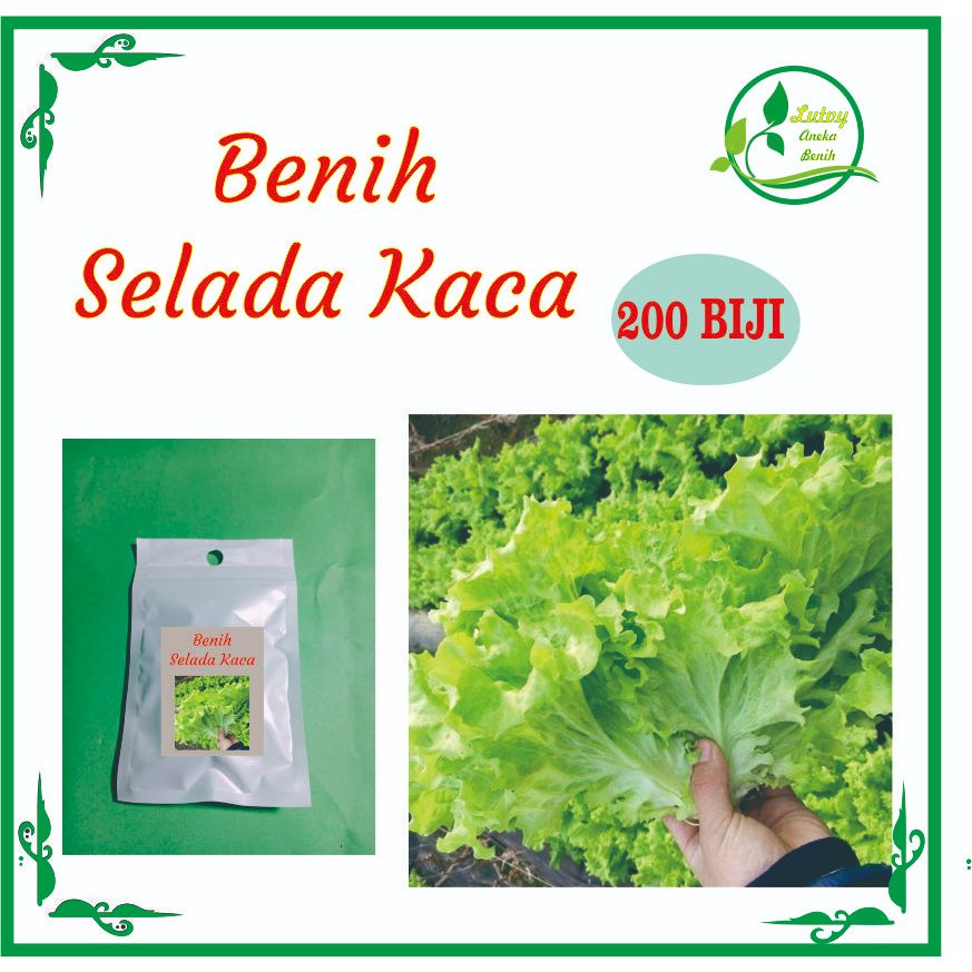Jual BENIH SELADA KACA ISI 200 BIJI | Shopee Indonesia