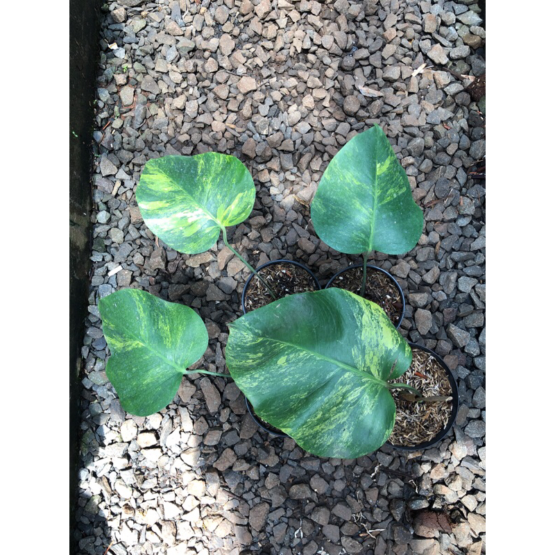 Jual monstera marmorata varigata tricolor - marmo 1daun tunas | Shopee ...