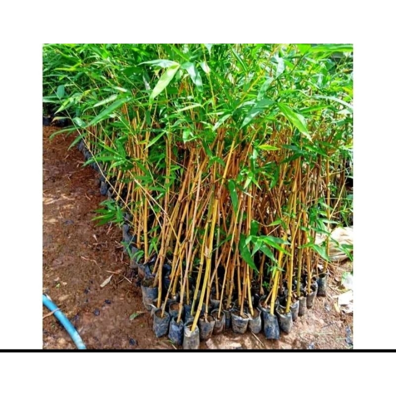 Jual Bambu kuning siap tanam | Shopee Indonesia