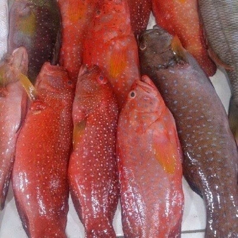 Jual IKAN KERAPU MERAH / KERAPU SUNU | Shopee Indonesia
