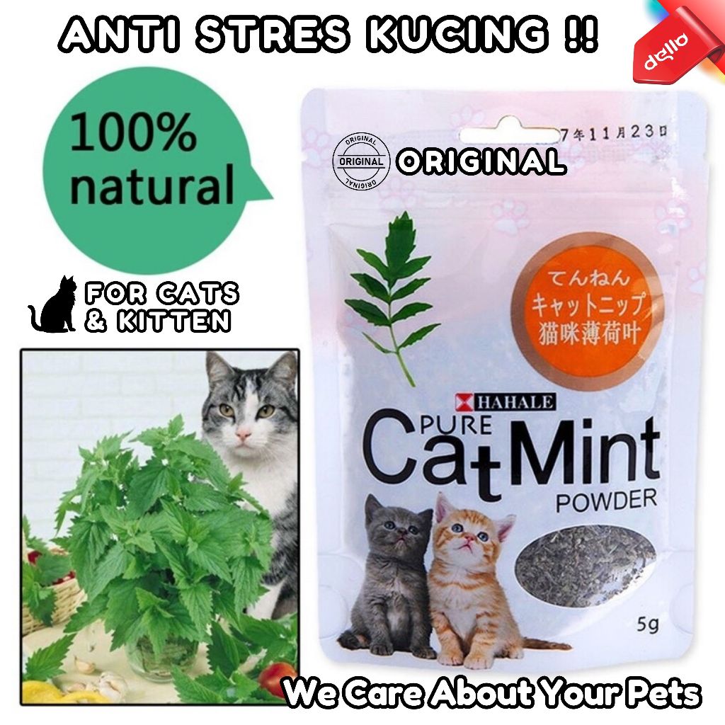 Jual Catnip Catmint Cat Mint Solusi Kucing Kitten Anda Tetap Aktraktif ...