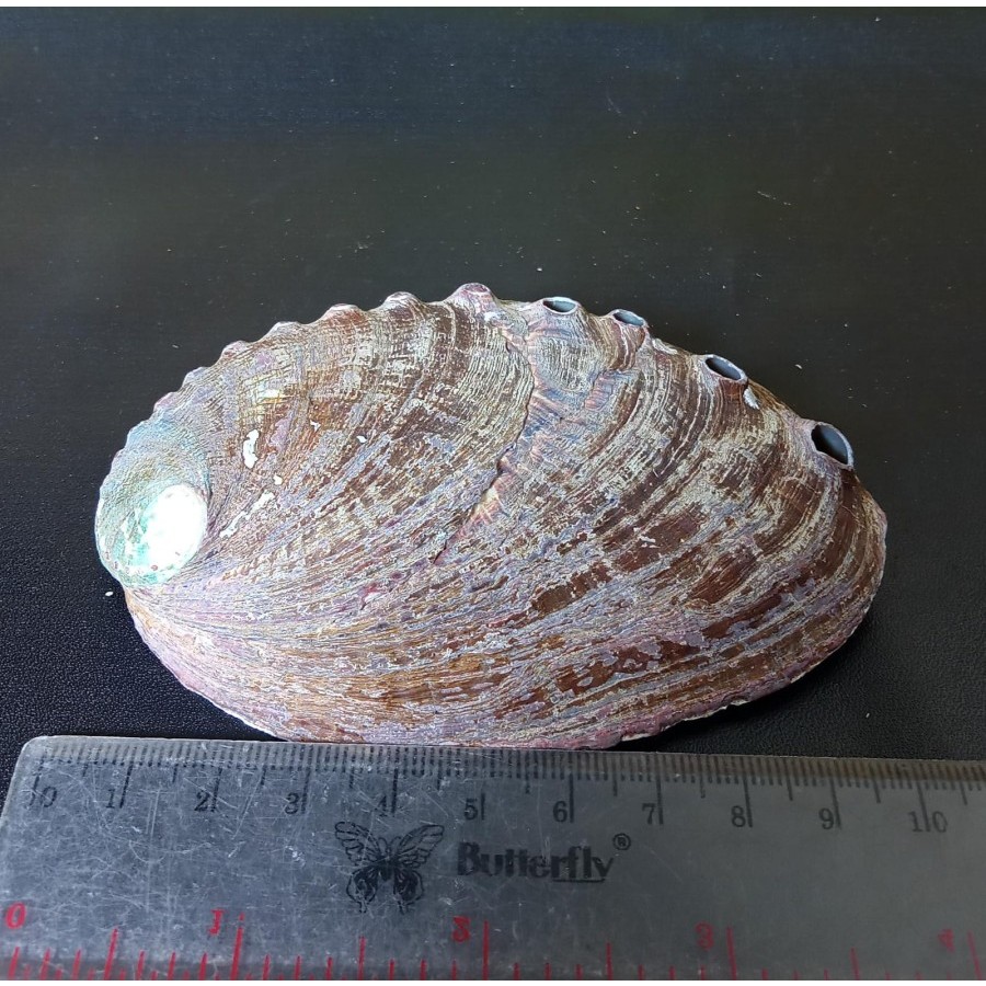 Jual Natural Abalone shell 10 cm Untuk Burning Sage | Shopee Indonesia