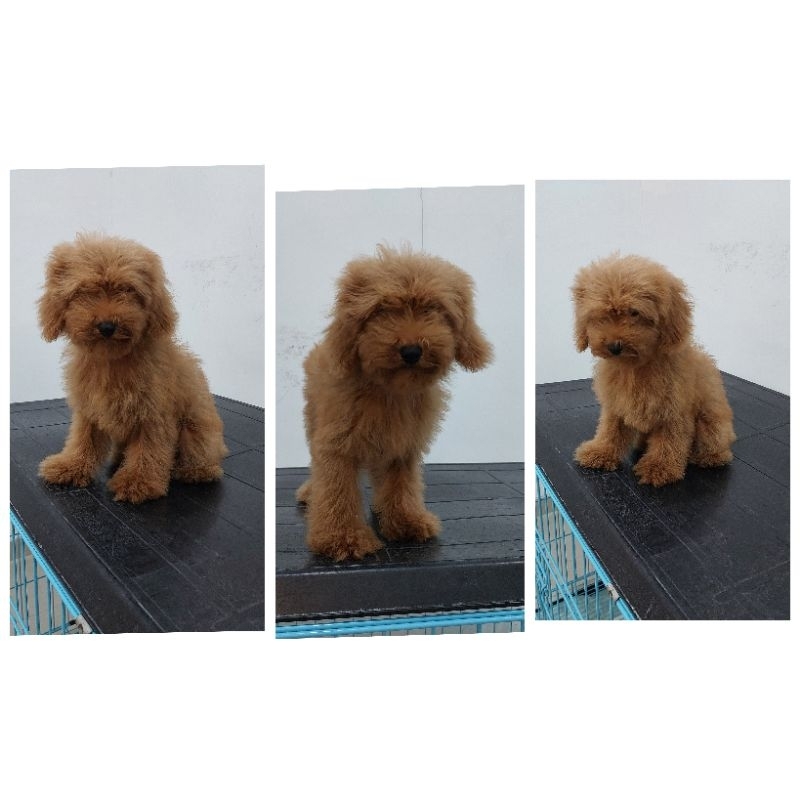 Jual boneka anjing red poodle | Shopee Indonesia
