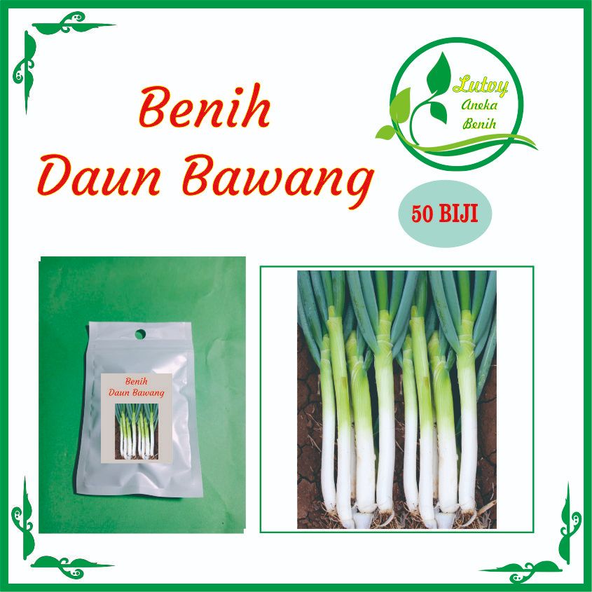 Jual BENIH DAUN BAWANG/ LONCANG ISI 50 BIJI | Shopee Indonesia