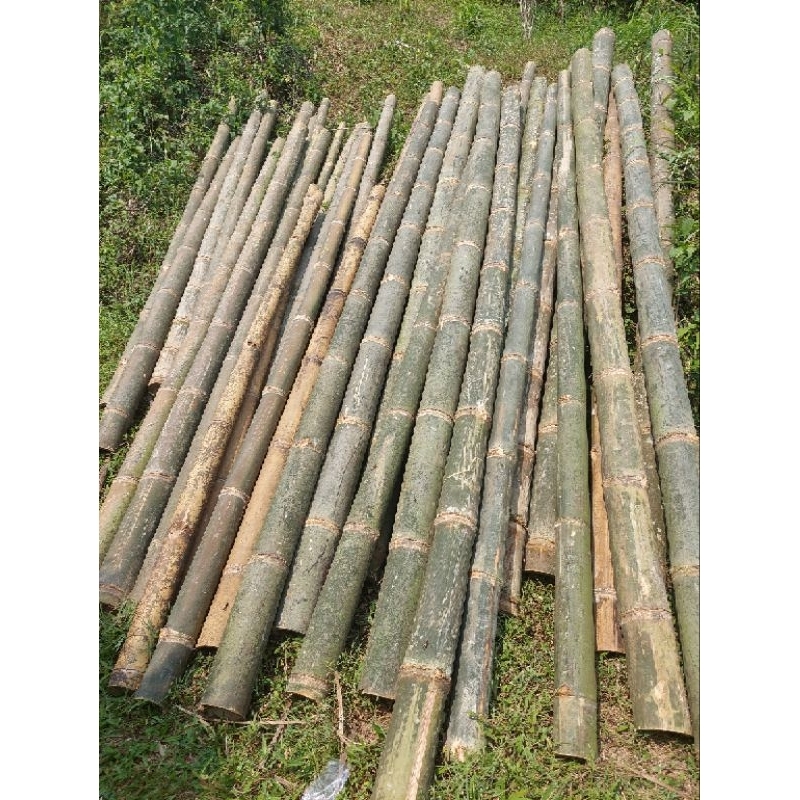 Jual Bambu Hitam Bambu Ulung Bulat Utuh Glondongan 100cm-150cm Bambu ...