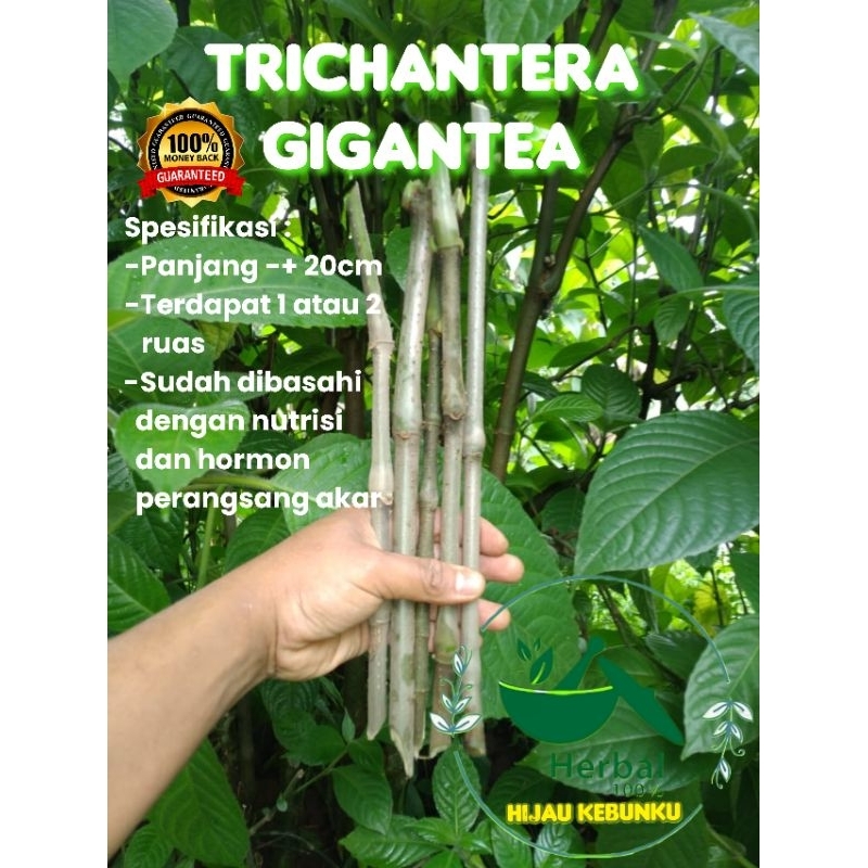 Jual Trichantera Gigantea (Untuk 15 Batang Stek) | Shopee Indonesia
