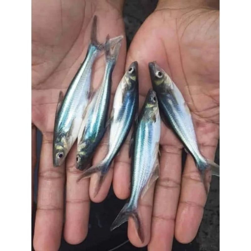 Jual Bibit Ikan Patin Size 5 - 10 Cm - Beli 25 Ekor Gratis Pelet ...