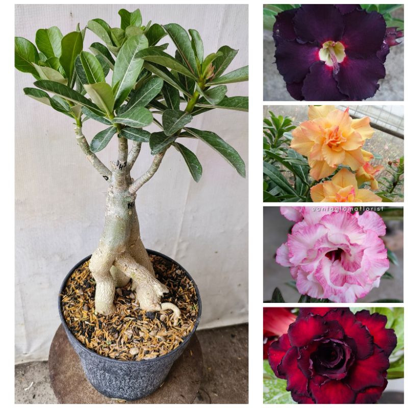 Jual Adenium Grafting 1 Pohon 4 Warna Bunga | Shopee Indonesia