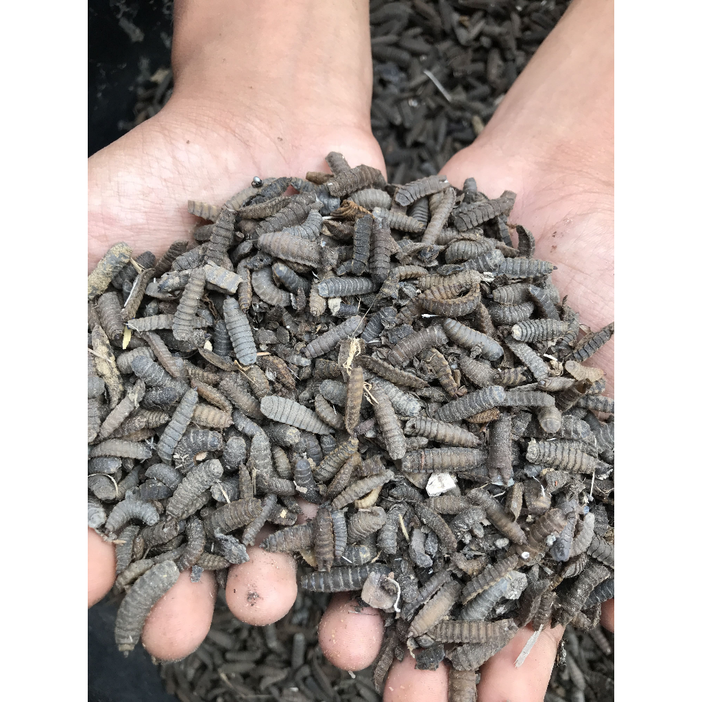 Jual Prepupa indukan ulat maggot BSF | Shopee Indonesia