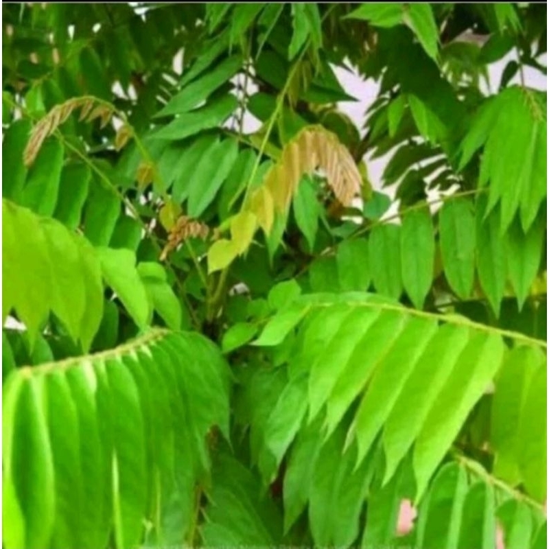 Jual Daun Belimbing Wuluh Alami Untuk Radang, Batuk Dll | Shopee Indonesia