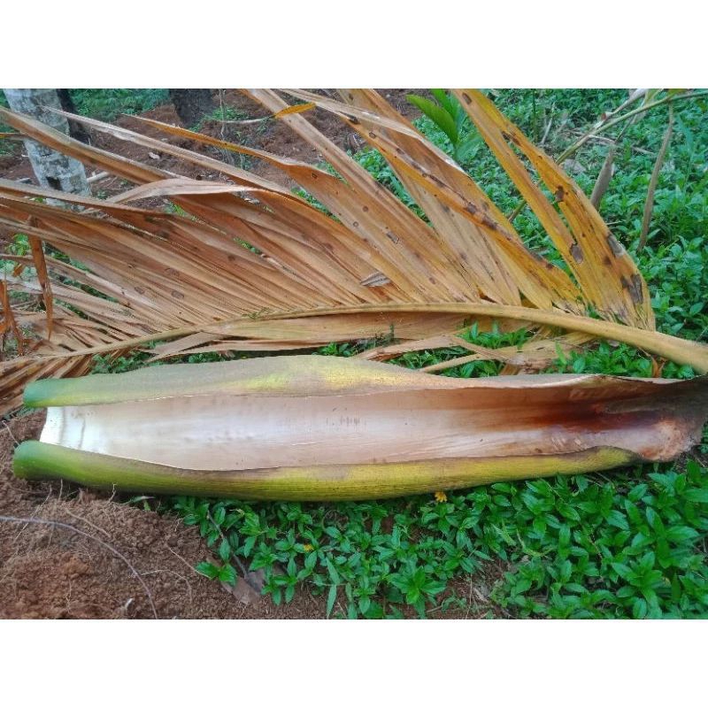 Jual Pelapah Pohon Pinang Jambe / Salumpir Upih Pohon Pinang Media ...