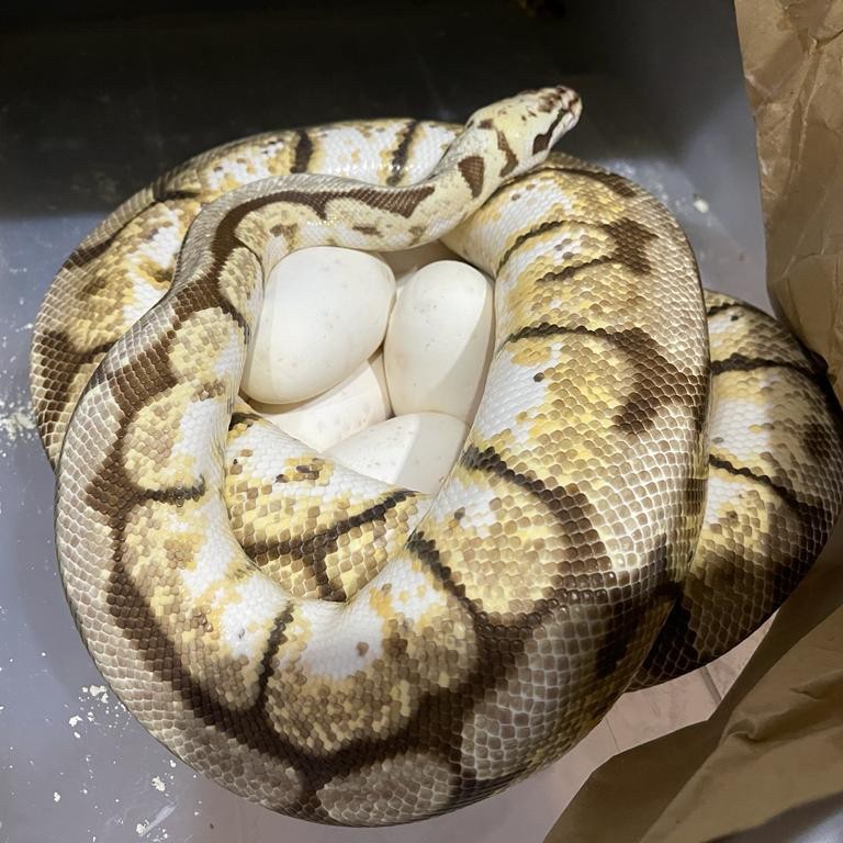 Jual Ballpython Pastel Spider Female ( Proven Breeder ) | Shopee Indonesia