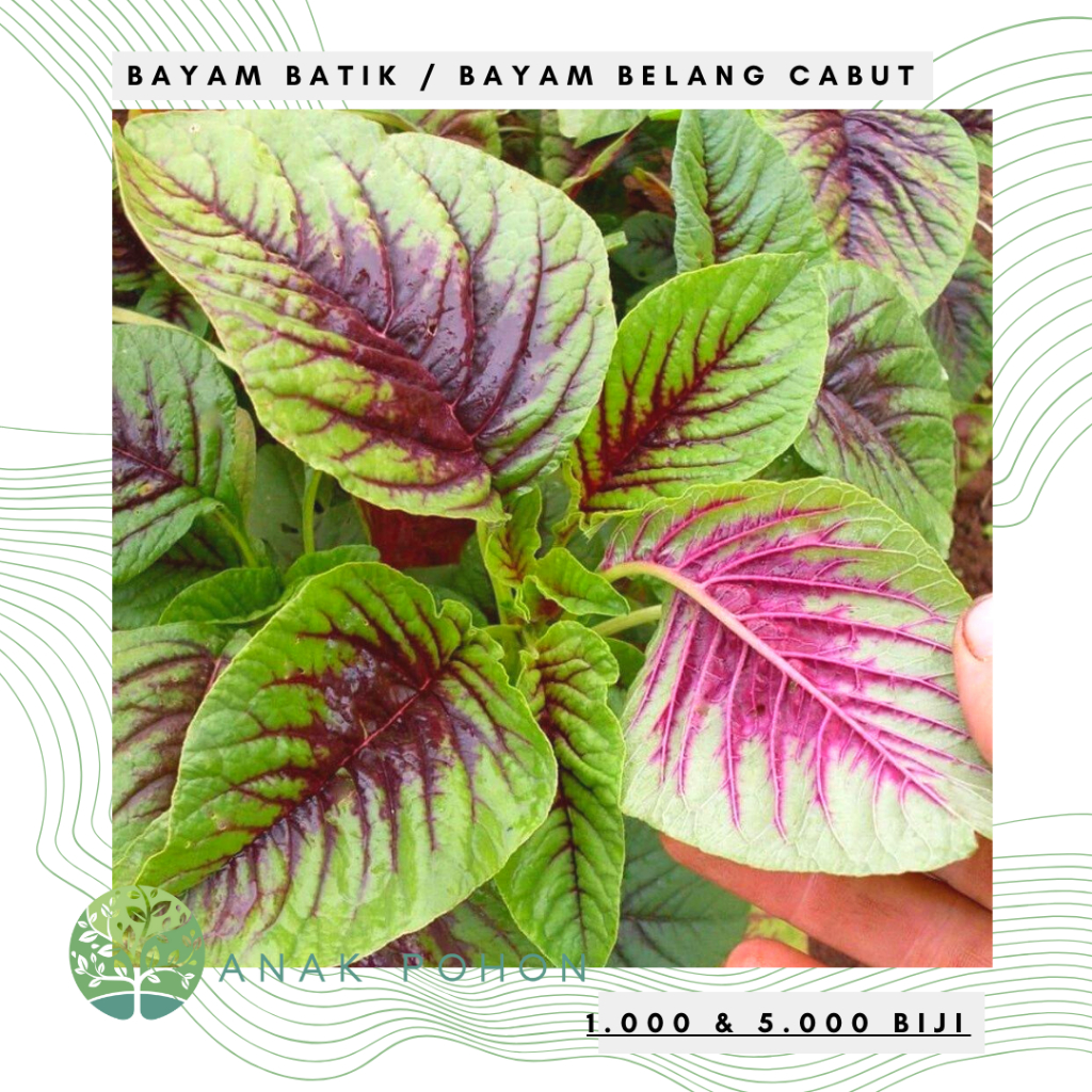Jual Benih Bibit Biji - Bayam Batik Belang / Tiger Spinach Seeds ...