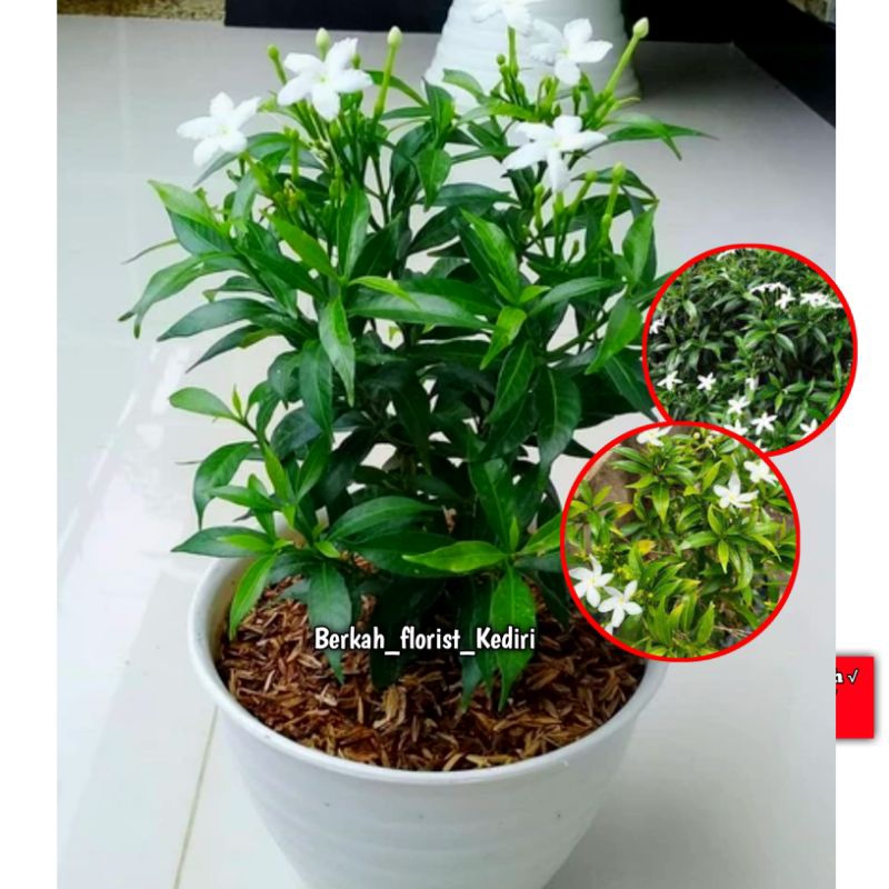 Jual Jual Tanaman Hias Rombusa Mini / Seribu Bintang - promo!! | Shopee ...