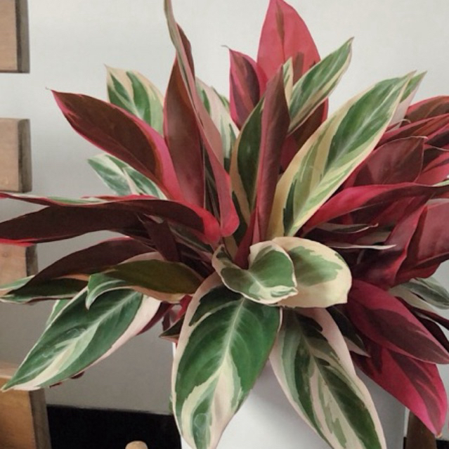 Jual Kalatea tricolour / Calathea Triostar / Calathea tricolour ...