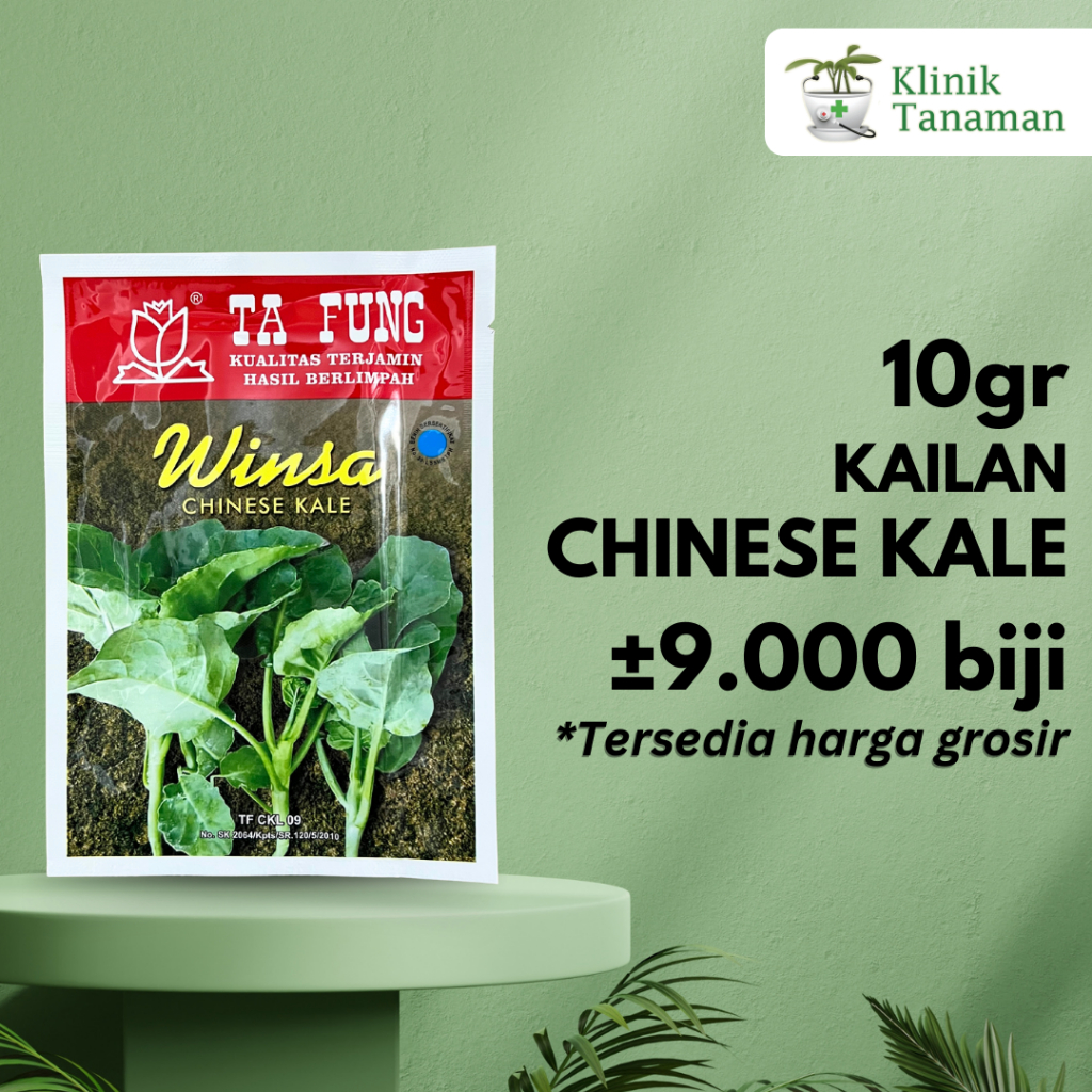 Jual Benih Kailan Chinese Kale Winsa Sharp Leaf 20gr (5.650 Biji) Bibit ...