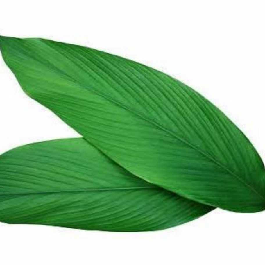 Jual 10 lembar daun kunyit segar fresh/leaf turmeric fresh | Shopee Indonesia