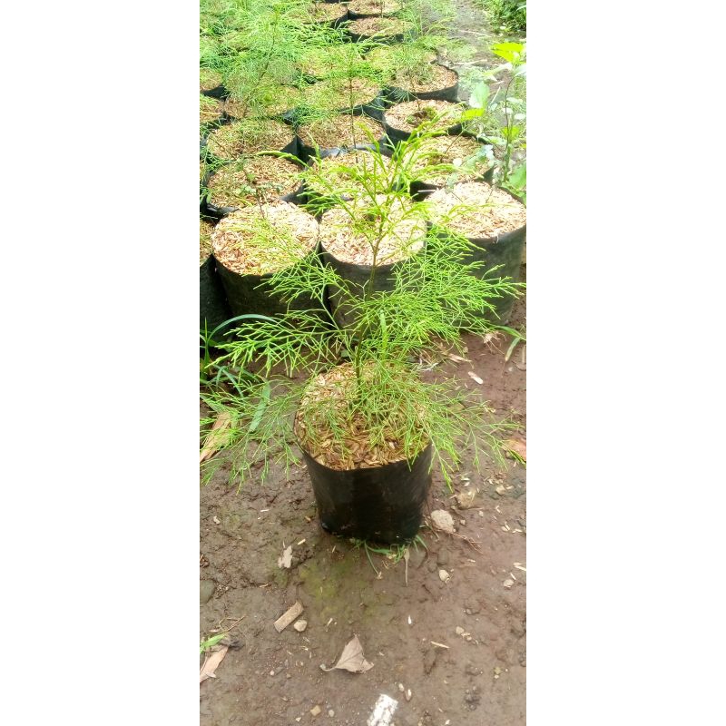 Jual Pohon Cemara Balon | Shopee Indonesia