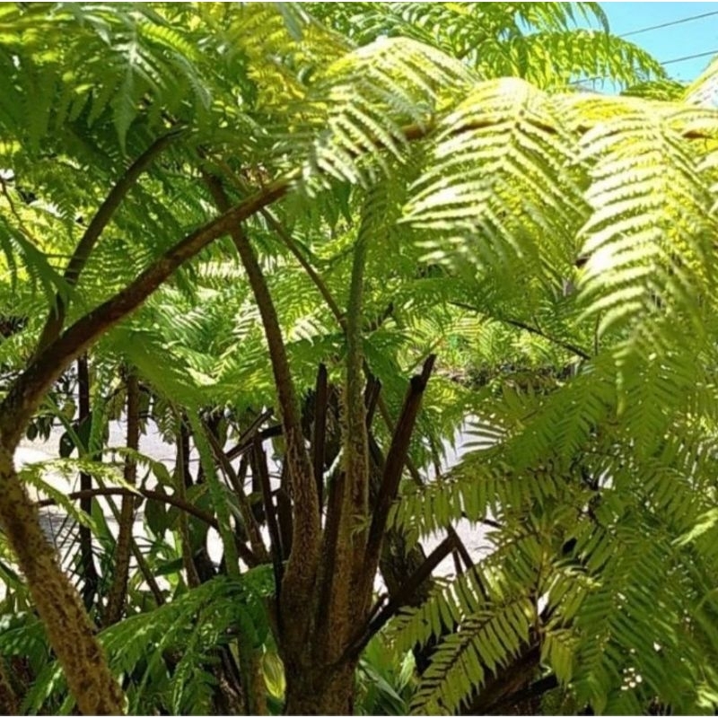 Jual Bibit Pakis Paku / Pakis Hutan / Pakis Monyet / Pakis Paku Jumbo ...
