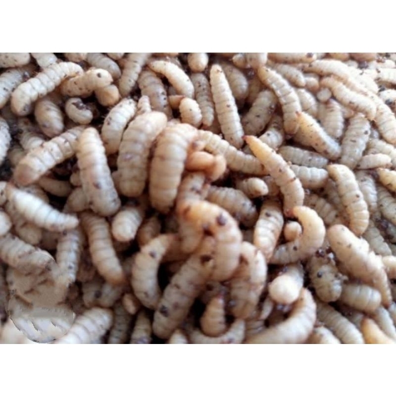 Jual Maggot Fresh Super 1 kg | Shopee Indonesia