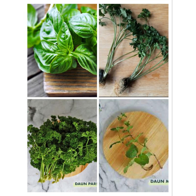 Jual Daun Mint | Curly Parsley peterseli | Daun Basil | Italian Parsley ...