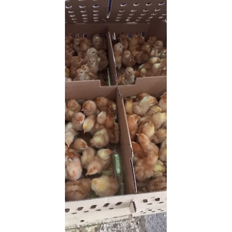 Jual Bibit Ayam Petelur Terlengkap & Harga Terbaru April 2026 | Shopee ...