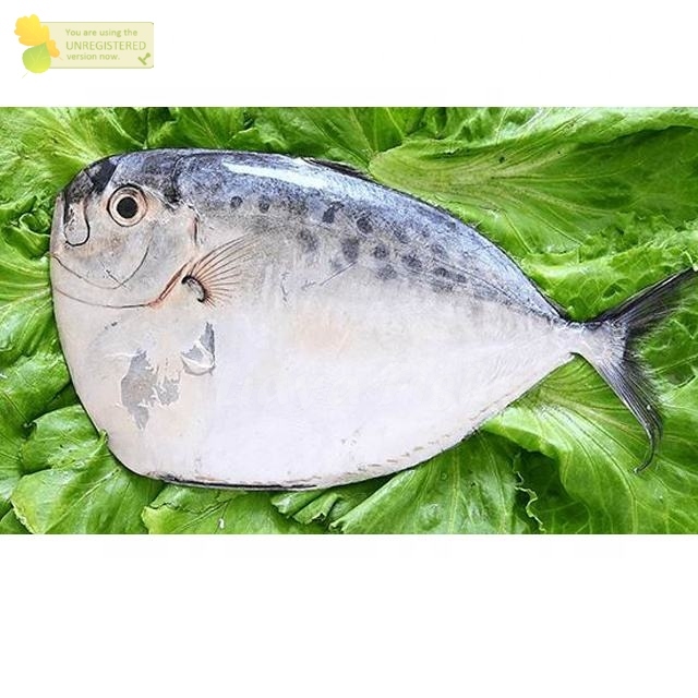 Jual Ikan Etem Segar Ikan Semar 1Kg | Shopee Indonesia
